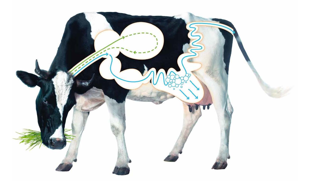La digestion chez l'humain et la vache